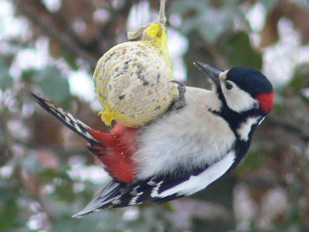 Buntspecht - BUND Naturschutz in Bayern e.V.